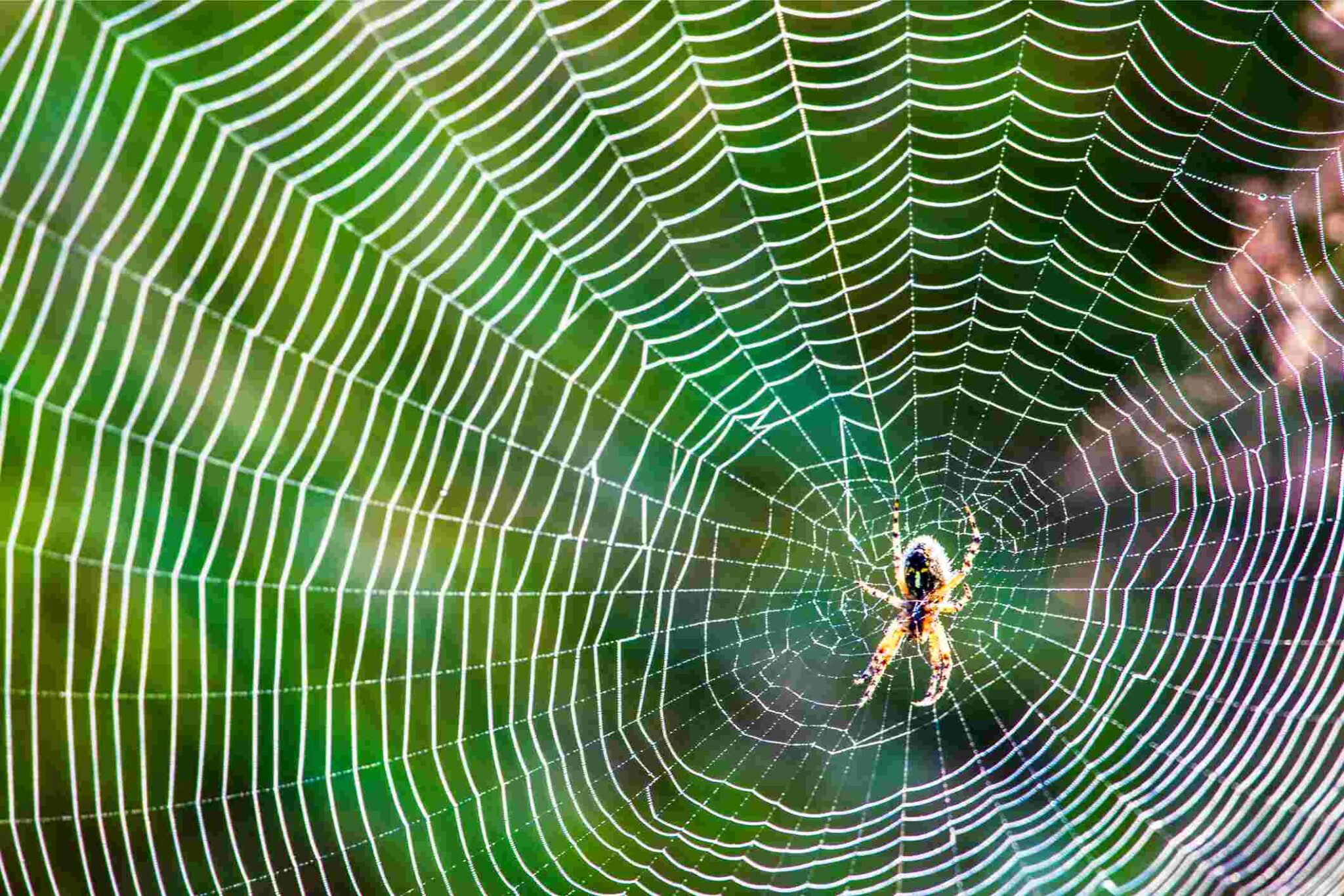 The Life Cycle of Spiders | Dewey Pest Control & Termite Control Service