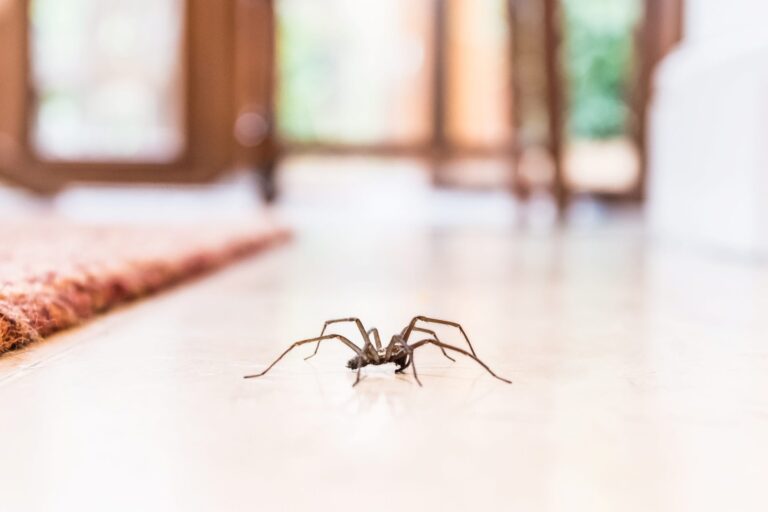The Life Cycle of Spiders | Dewey Pest Control & Termite Control Service