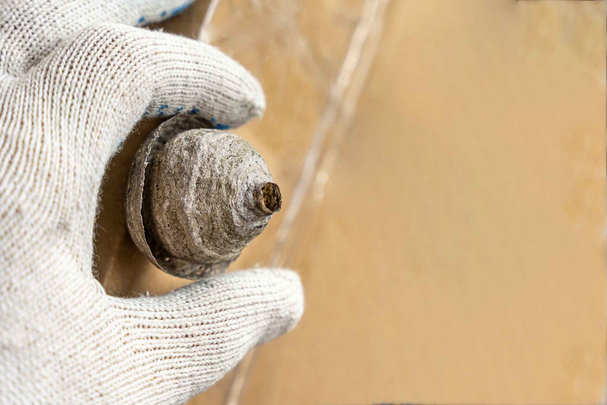 A Guide For Understanding the Different Types of Wasp Nests