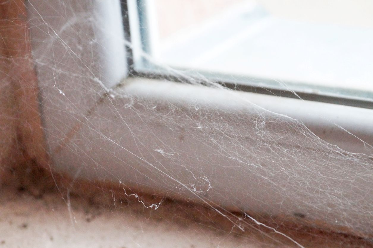 Common Spiders Found in Van Nuys Homes During Winter | Dewey Pest ...