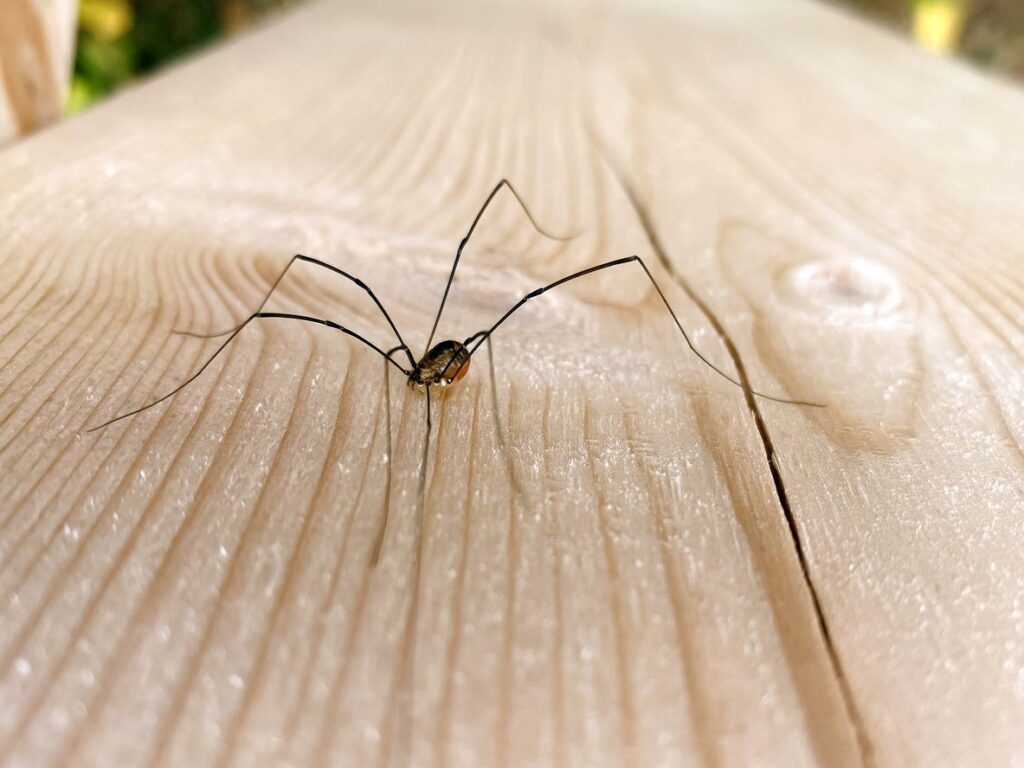 Common Spiders Found in Van Nuys Homes During Winter | Dewey Pest ...